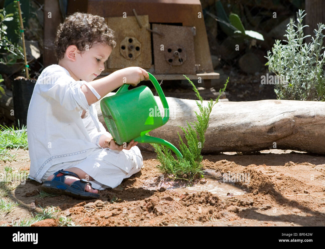 Boy watering his newly planted tree Stock Photo - Alamy