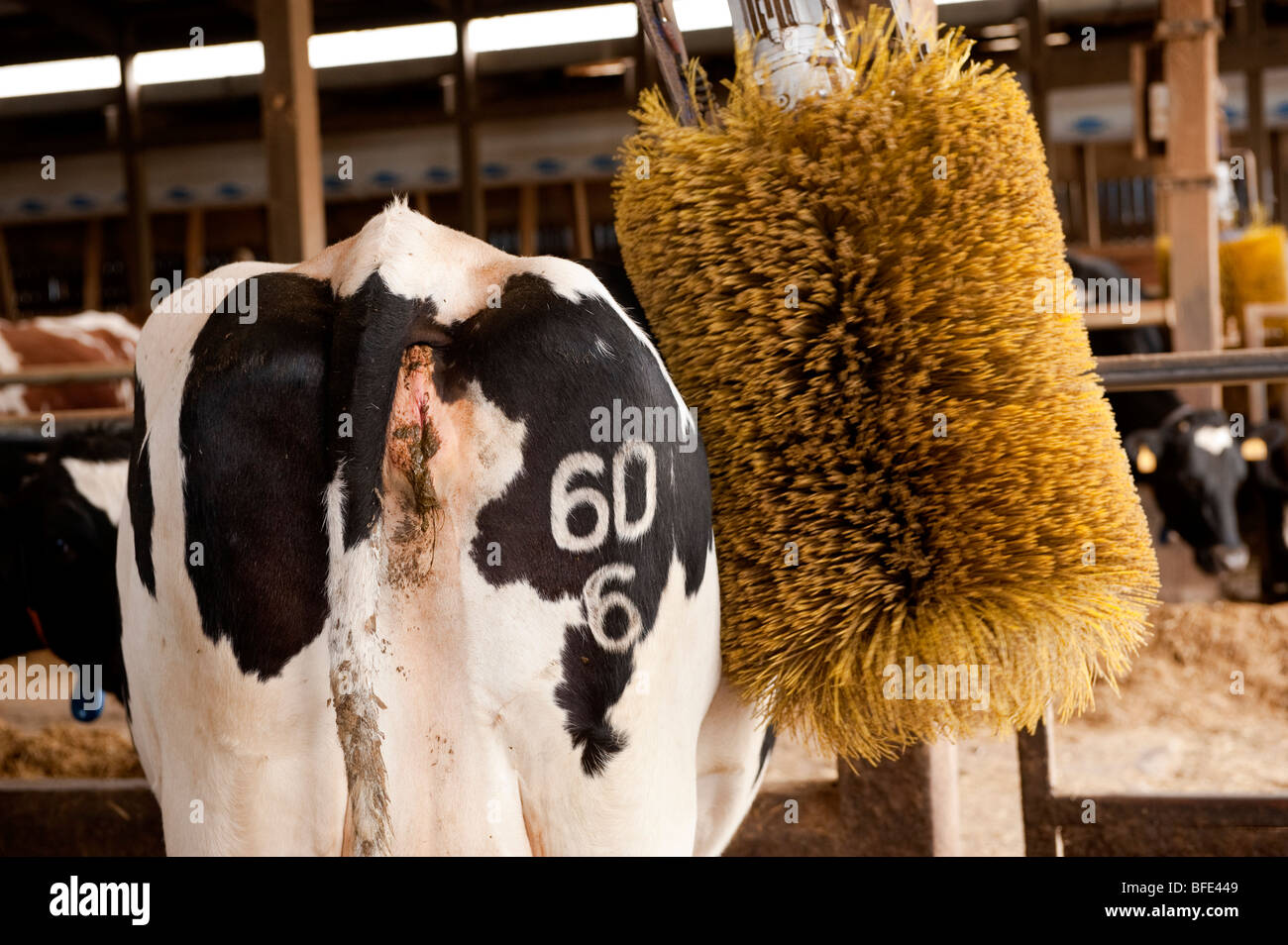 Dairy cattle standing under a brush scratcher Stock Photo - Alamy