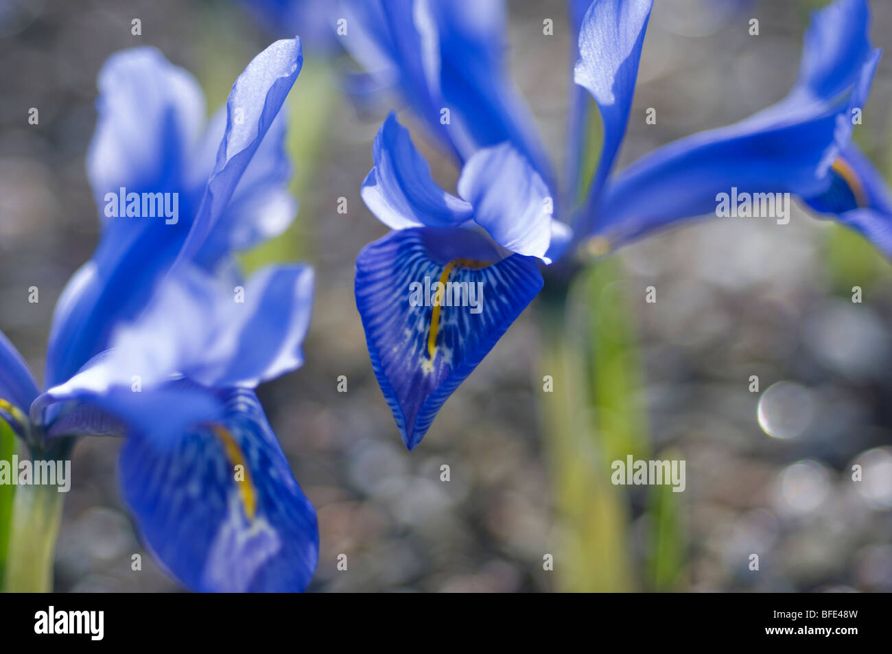 Iris histrioides ‘Angel’s Tears’ Stock Photo - Alamy