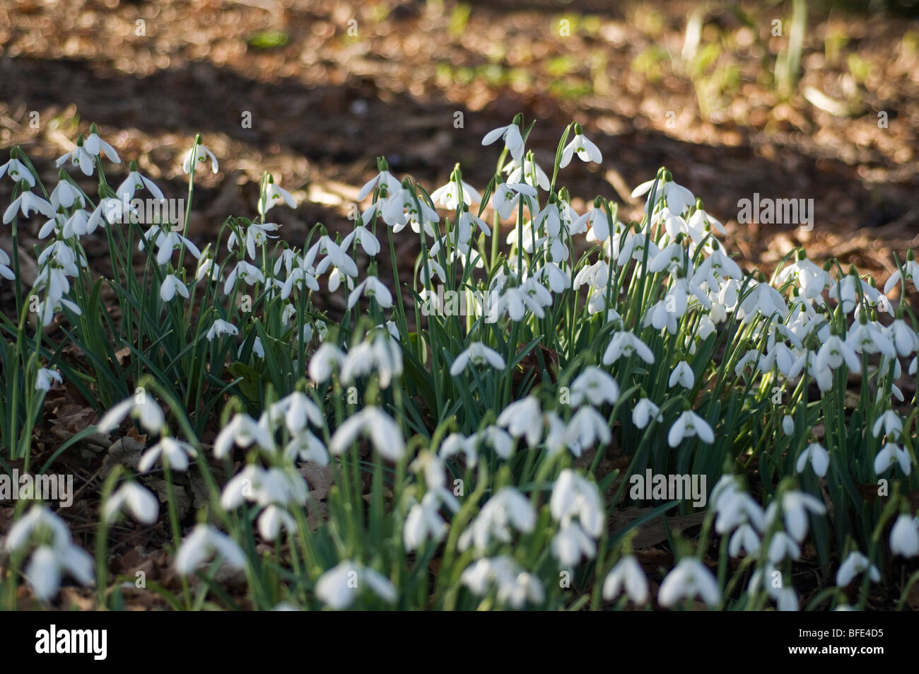 Galanthus magnet hi-res stock photography and images - Alamy