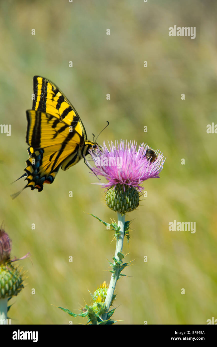 Desert butterfly hi-res stock photography and images - Alamy