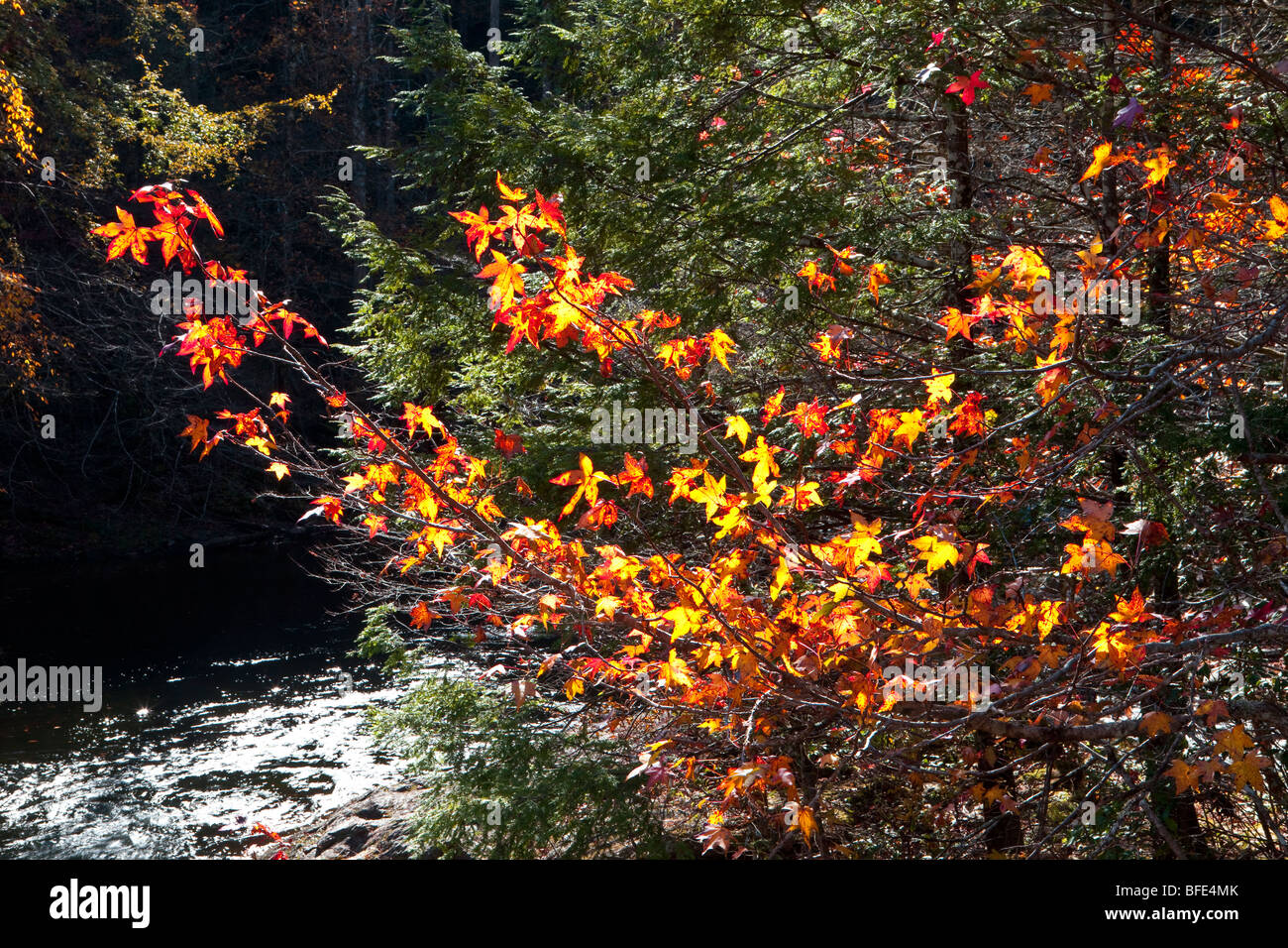 Sycamore Bush in Fall, Great Smoky Mountains National Park, Tennessee ...