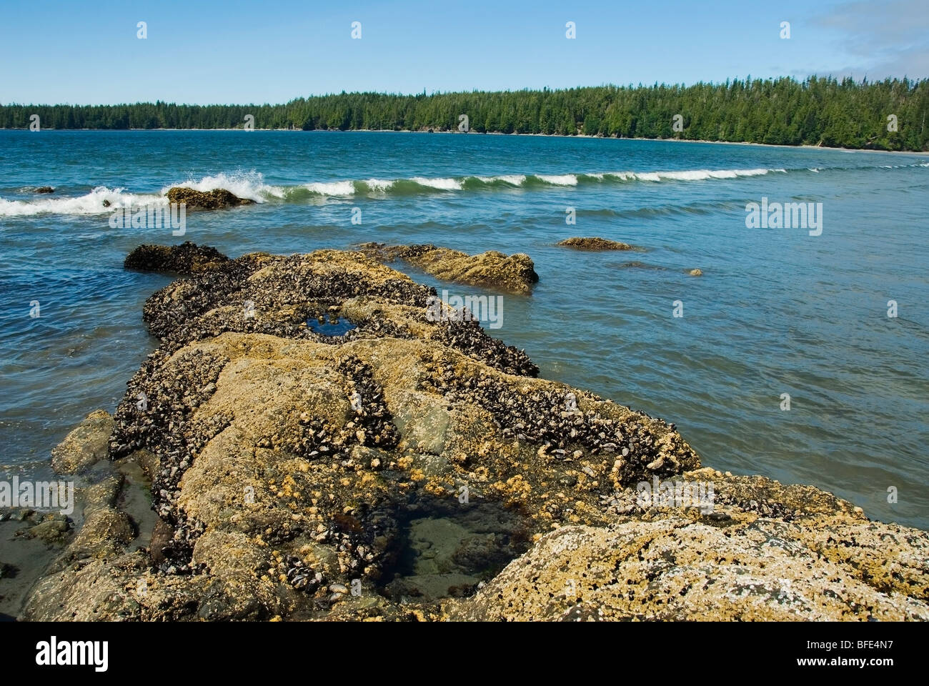 Low tide exposes barnacle encrusted rocks Pachena Bay in Pacific Rim ...