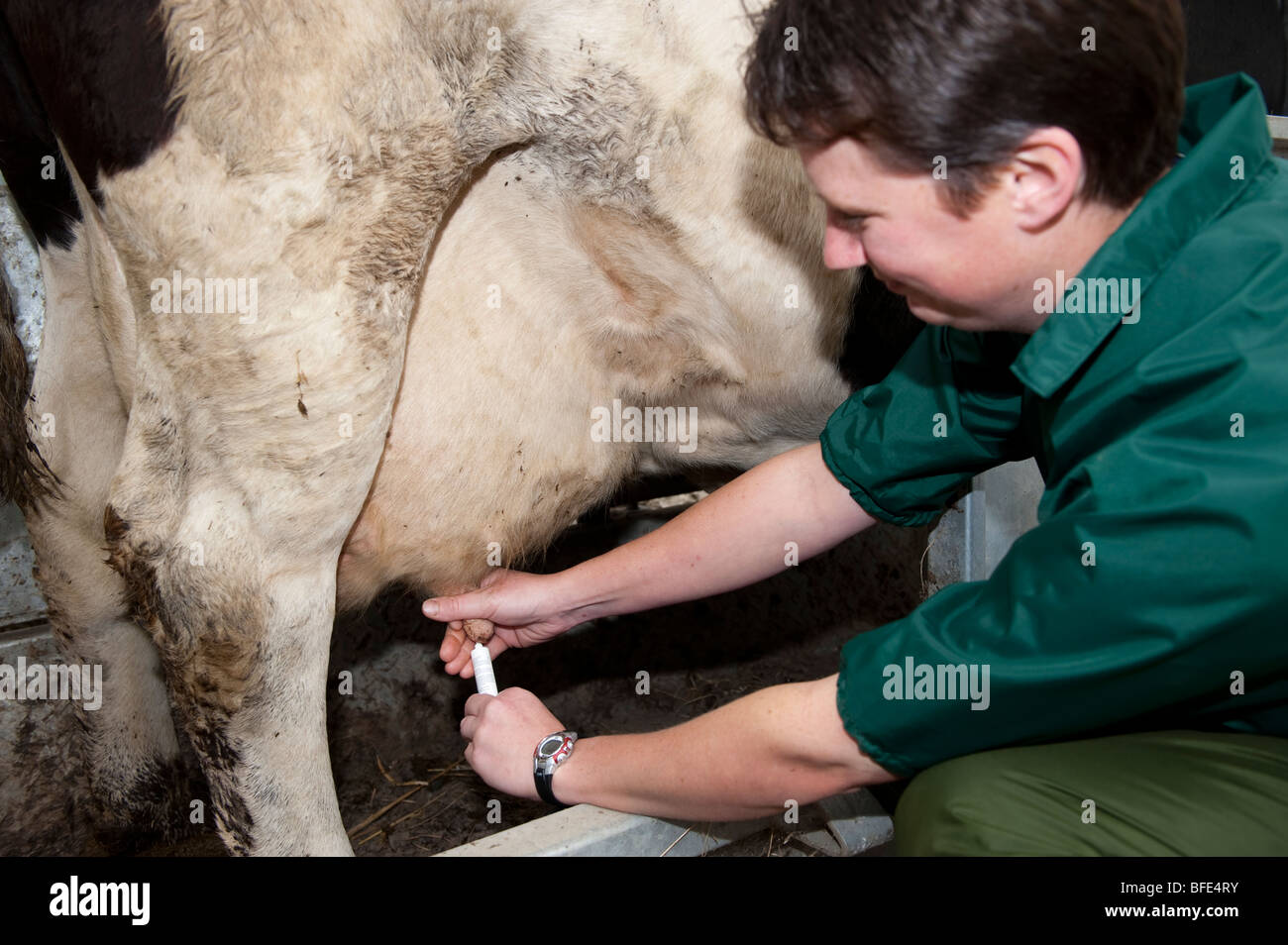 Cow mastitis hi-res stock photography and images - Alamy