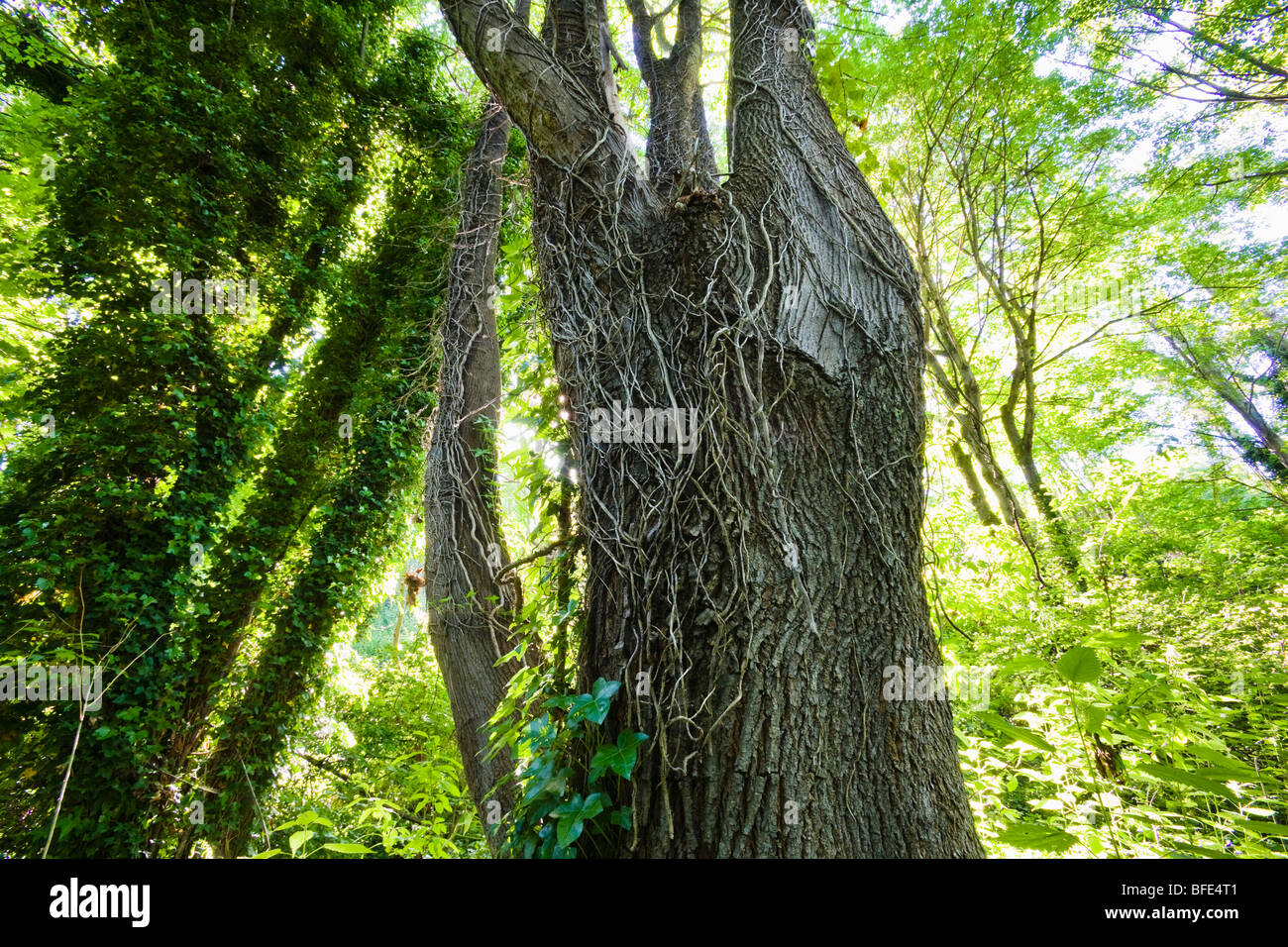 Dead ivy vines hang on a tree in an urban forest after being cut by ...