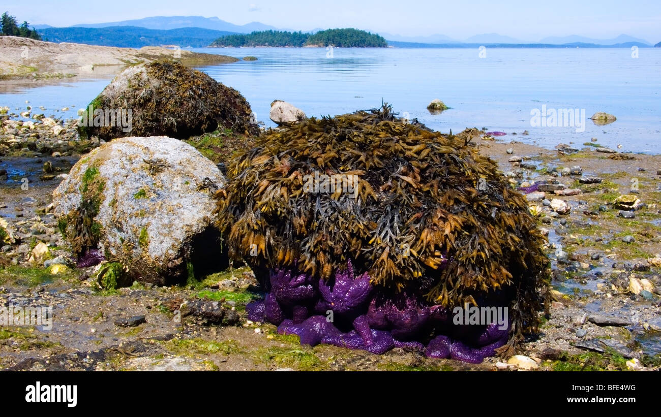 Starfish cling to rocks at Montague Harbour Provincial Marine Park on ...