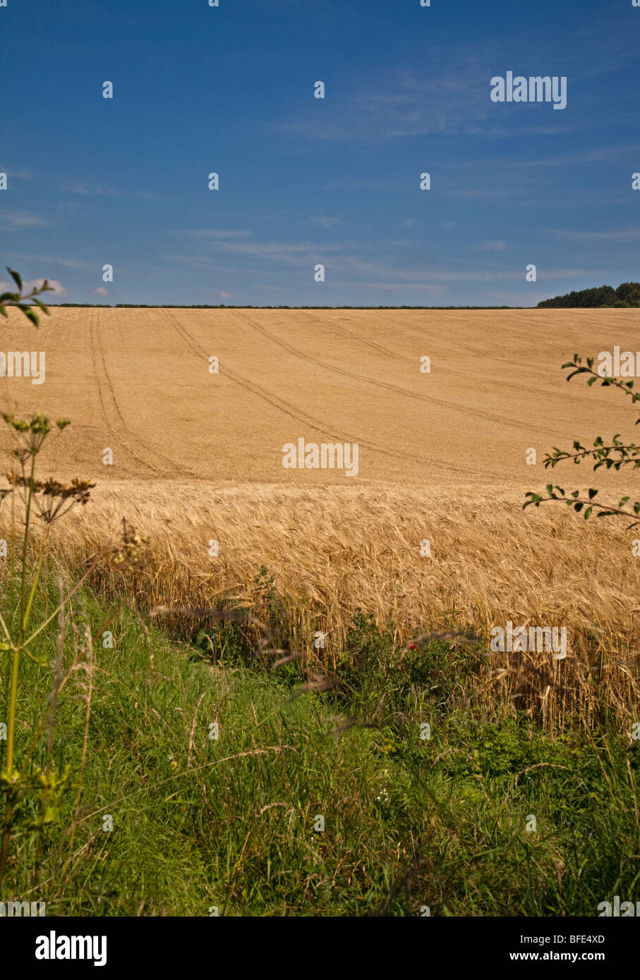 Wheat Field, Hampshire, England Stock Photo - Alamy