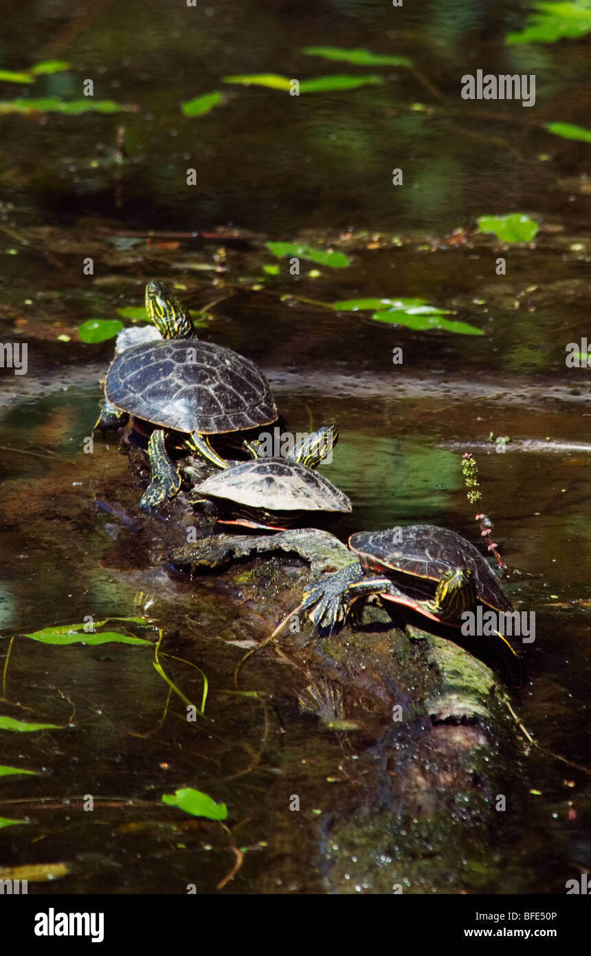 Western painted turtles (Chrysemys picta) at Vaseux Lake Provincial ...
