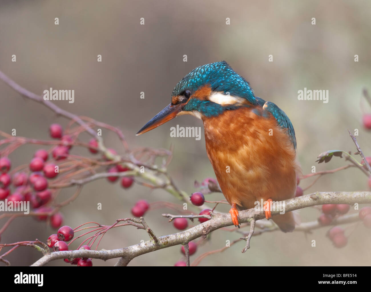 Kingfisher - Alcedo atthis Stock Photo - Alamy