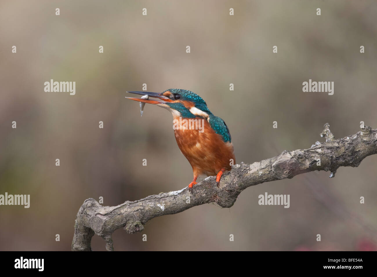 With prey fish hi-res stock photography and images - Alamy