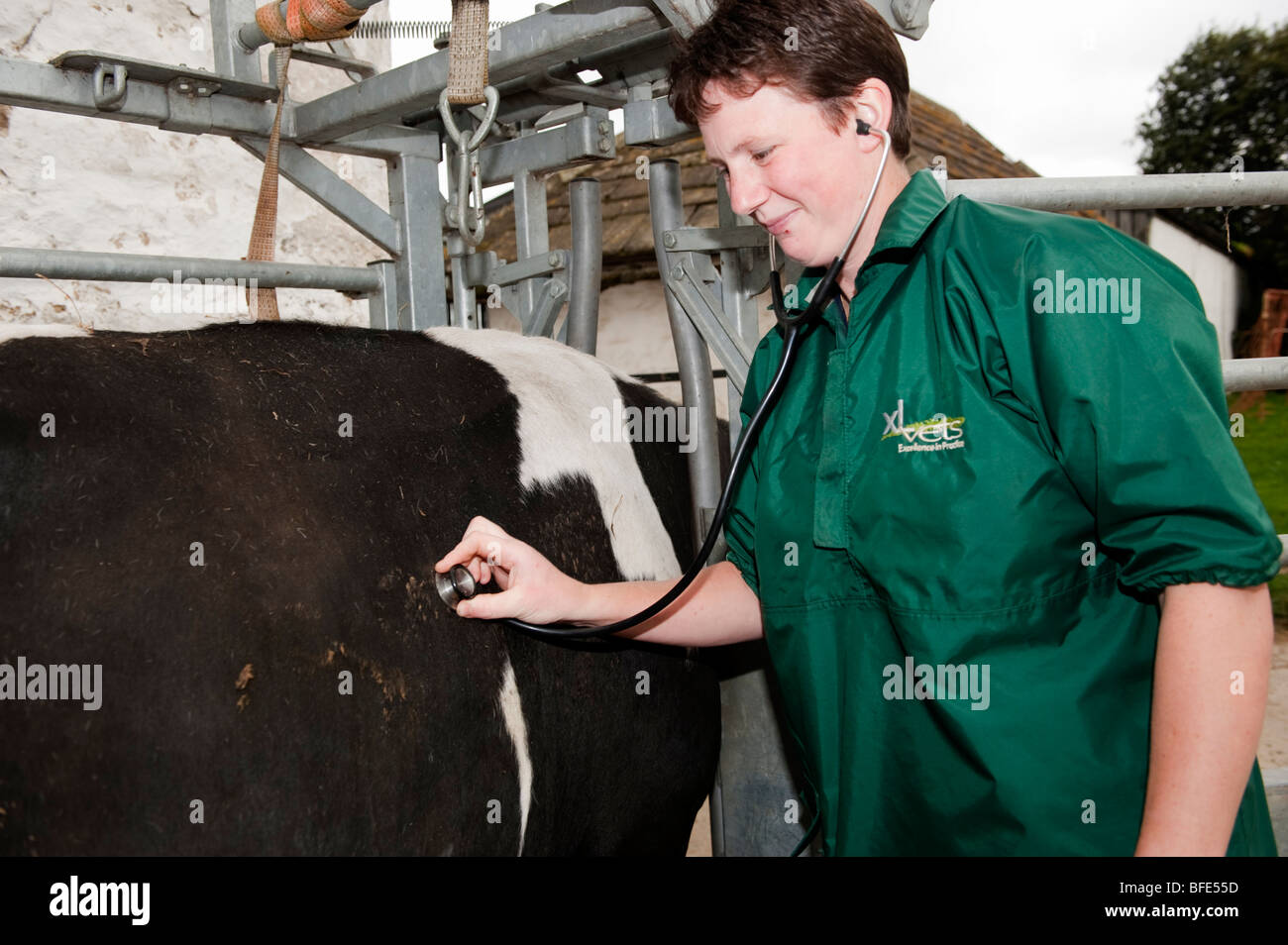 Vet checking cows health and using a stethoscope to listen to rumnen ...