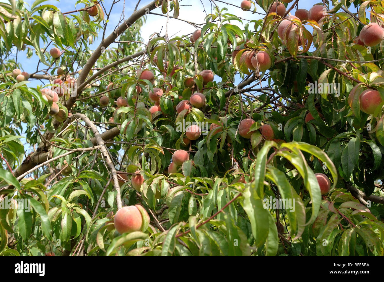 Peach tree with many peaches Stock Photo - Alamy