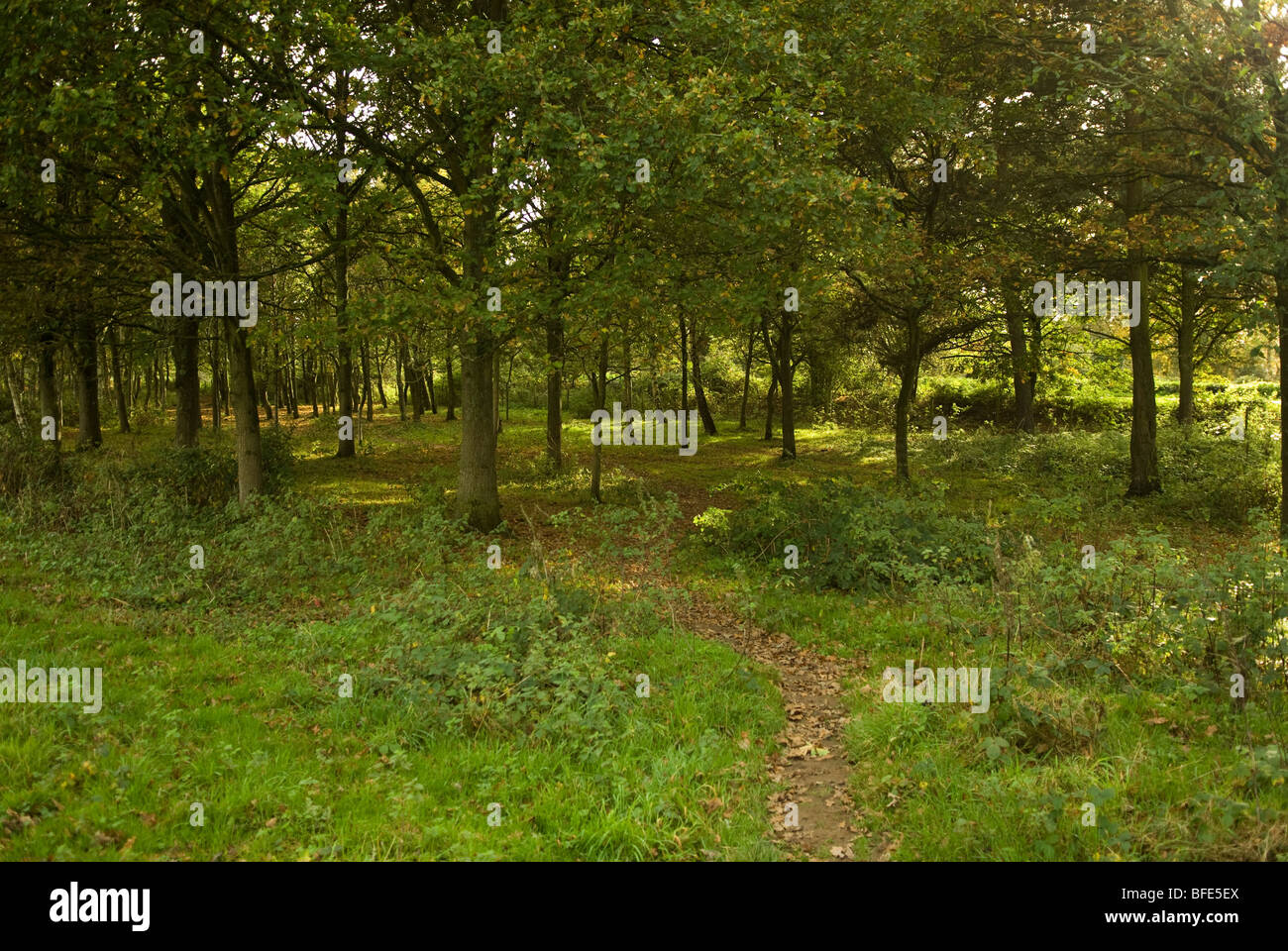 Dappled pathway hi-res stock photography and images - Alamy