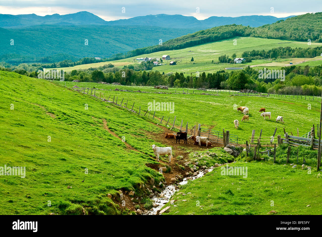 Grazing fields hi-res stock photography and images - Alamy