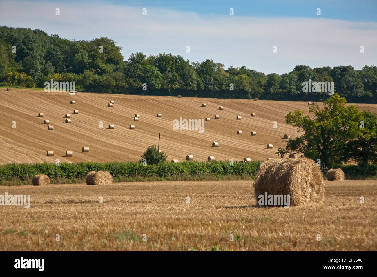 Bailey field hi-res stock photography and images - Alamy