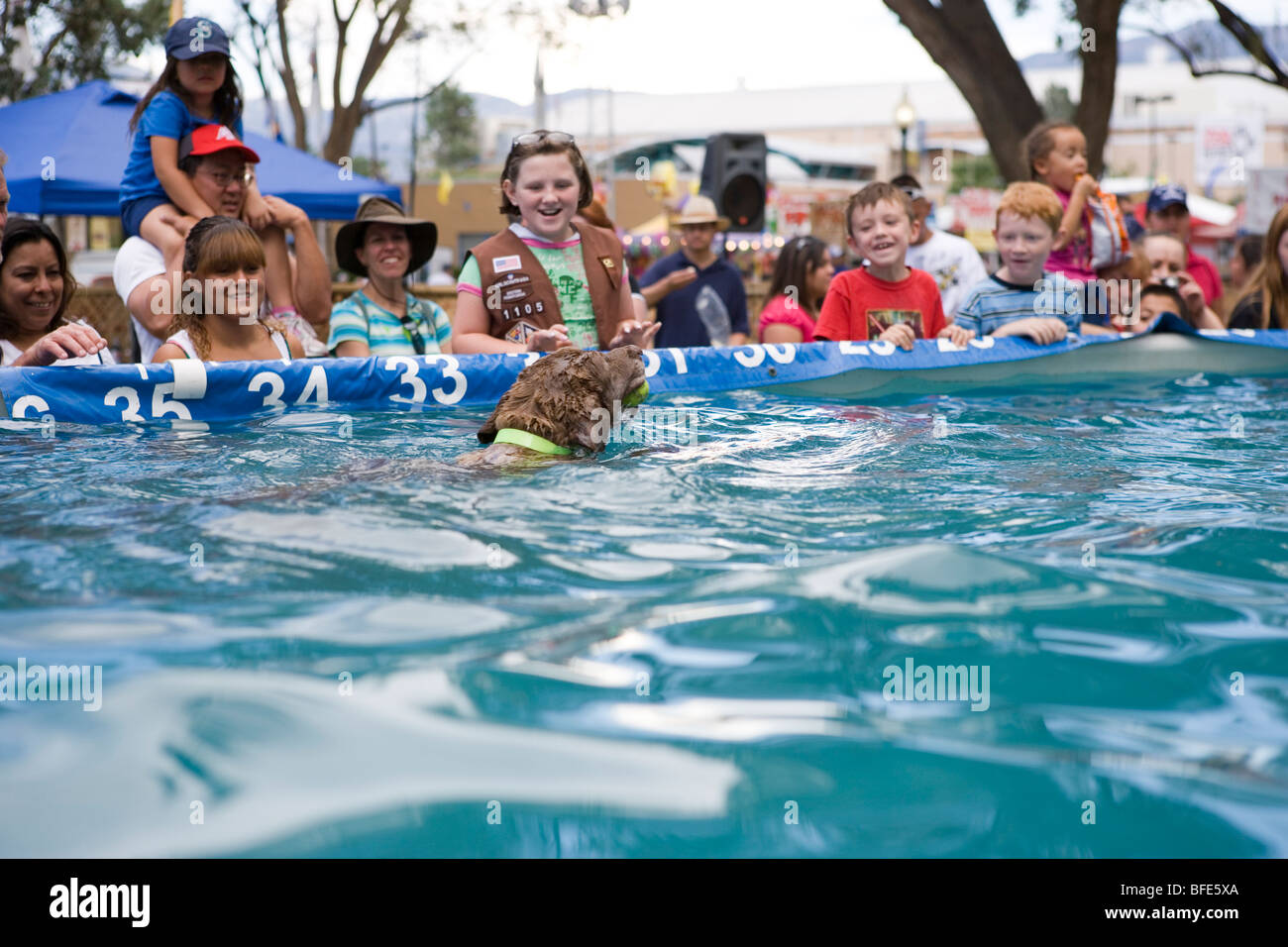dog swimming in a pool at New Mexico State Fair Stock Photo - Alamy