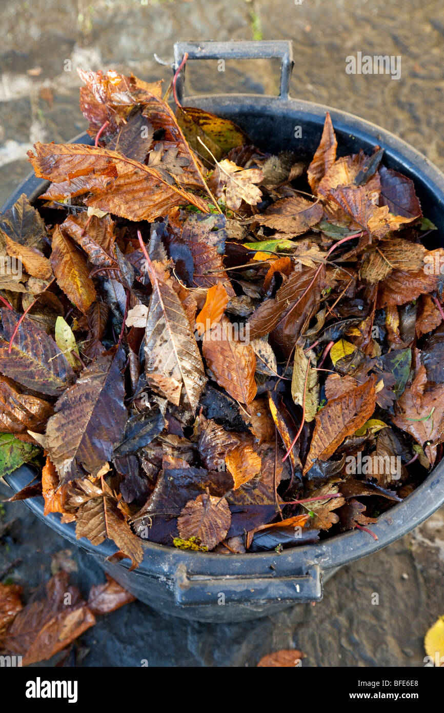 Leaves in a bucket hi-res stock photography and images - Alamy