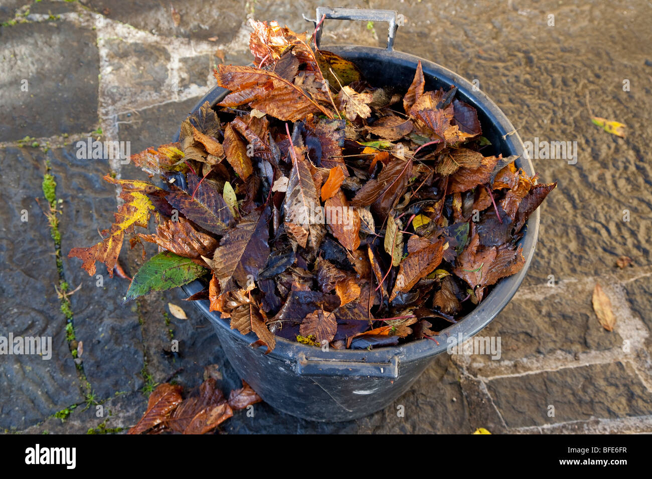 Brushed up autumn leaves in a bucket Stock Photo - Alamy