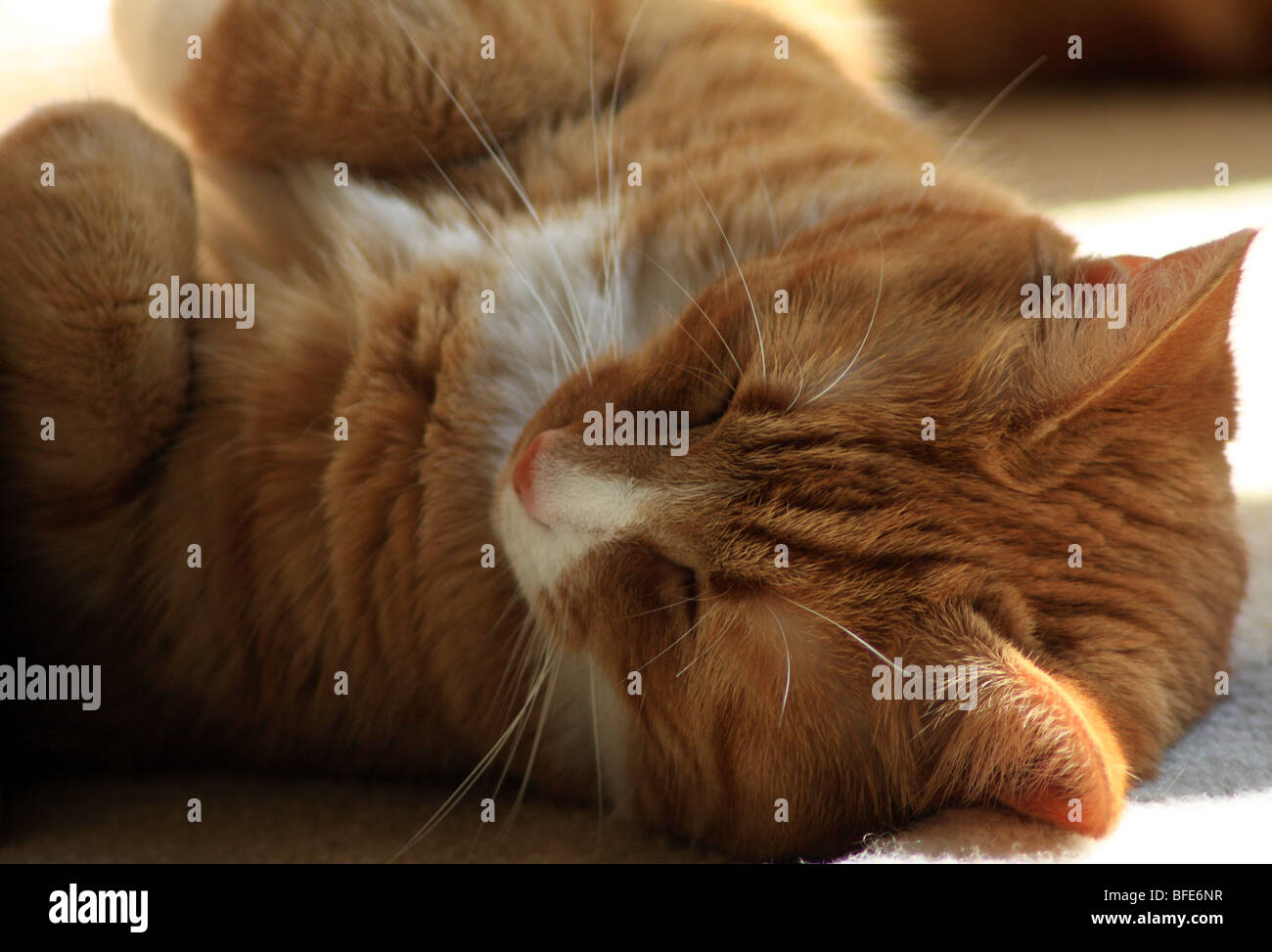 Ginger cat kittens hi-res stock photography and images - Alamy
