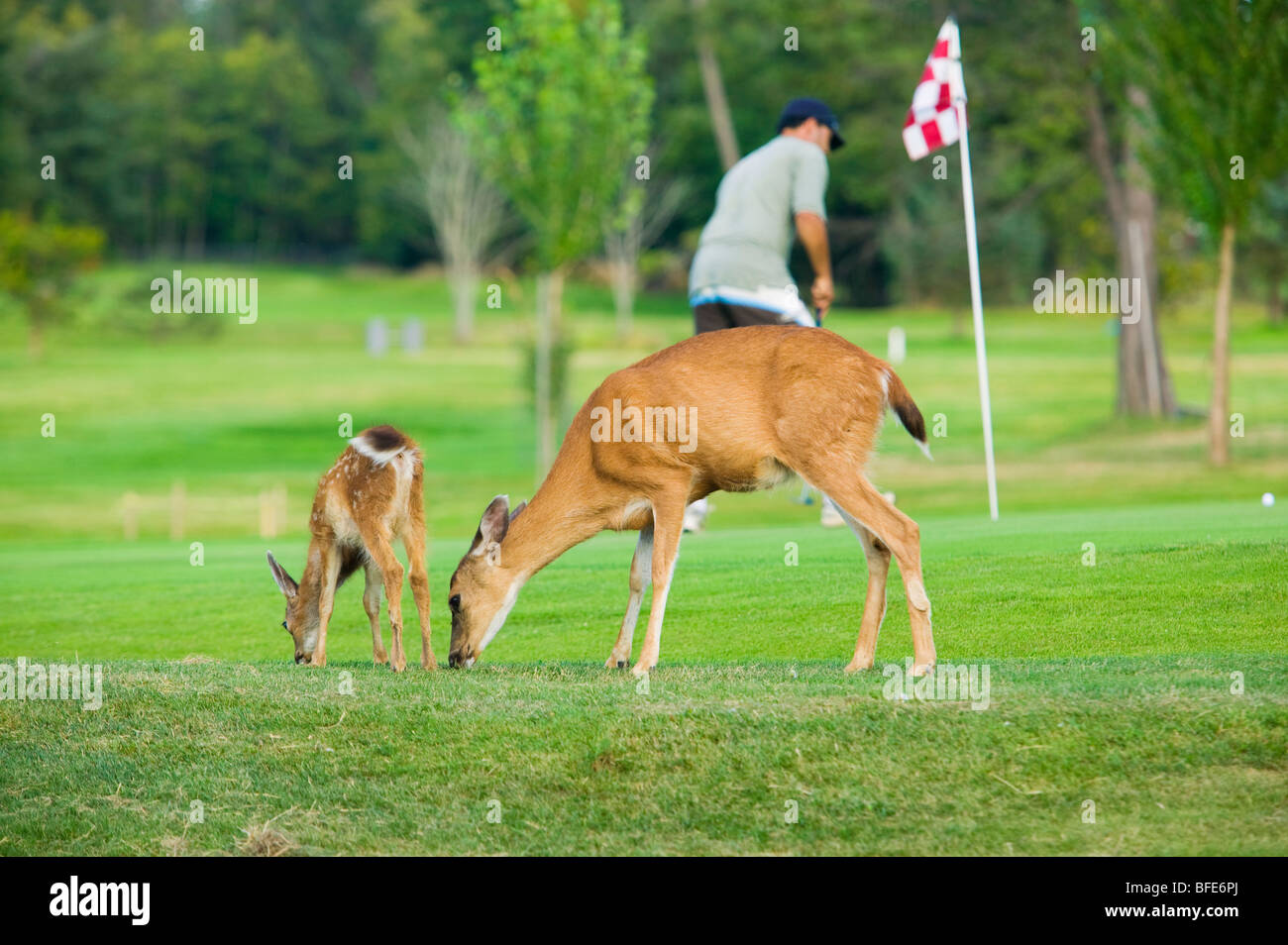 Columbian black-tailed deer (Odocoileus hemionus columbianus) on golf ...