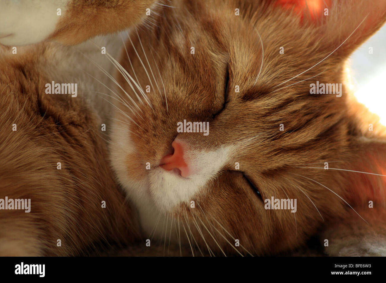 Ginger cat kittens hi-res stock photography and images - Alamy