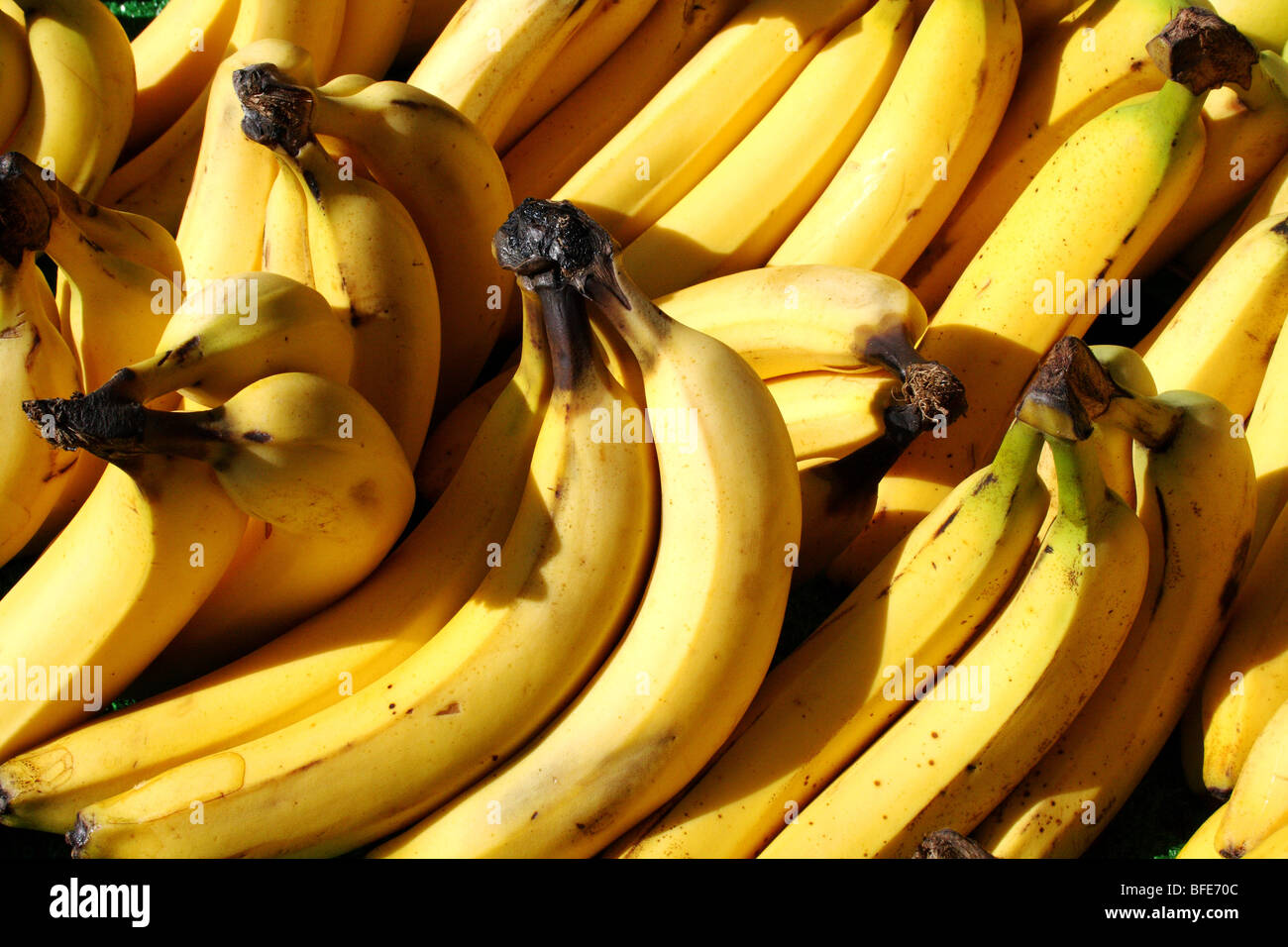 Family musaceae hi-res stock photography and images - Alamy