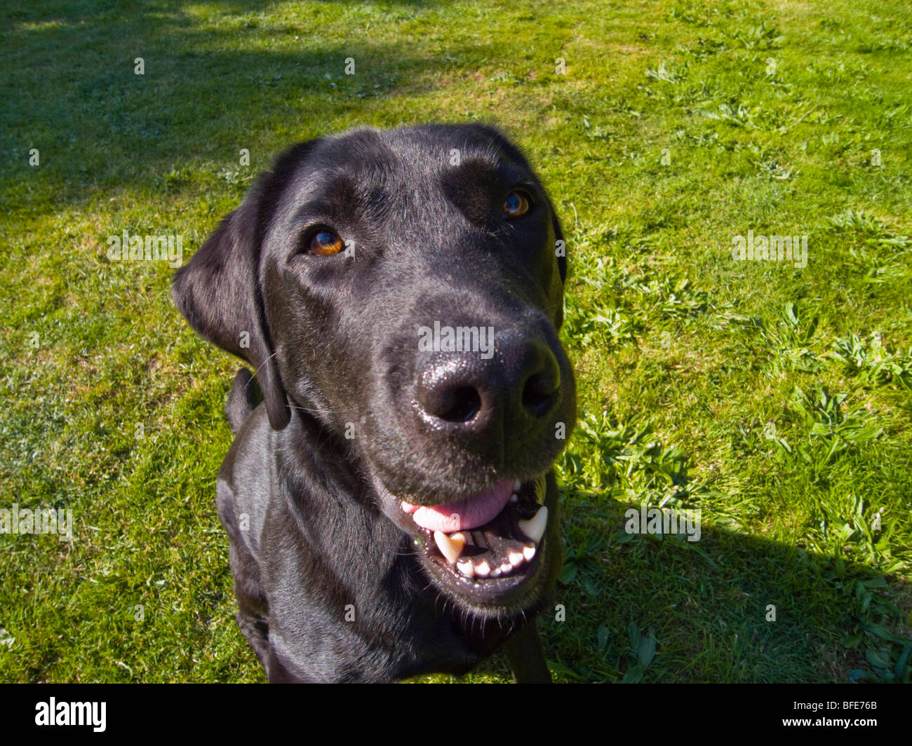 Black Labrador sat down looking into camera Stock Photo - Alamy