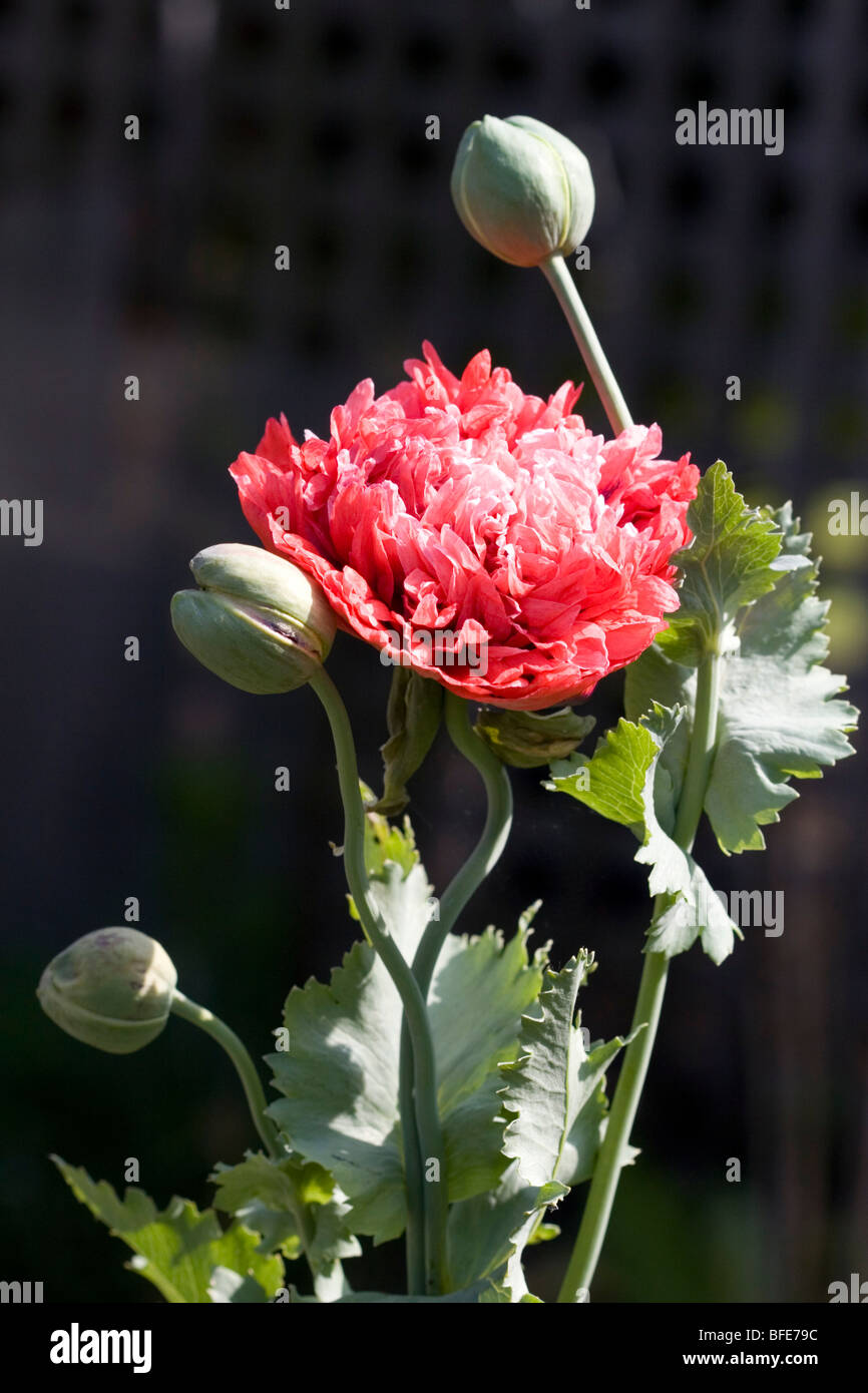 Papaver somniferum double red hi-res stock photography and images - Alamy