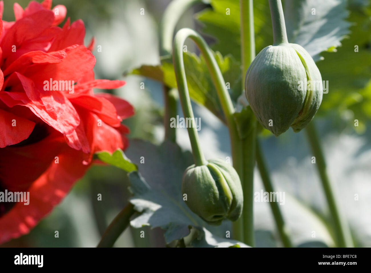 Double Red Opium Poppy Stock Photo - Alamy