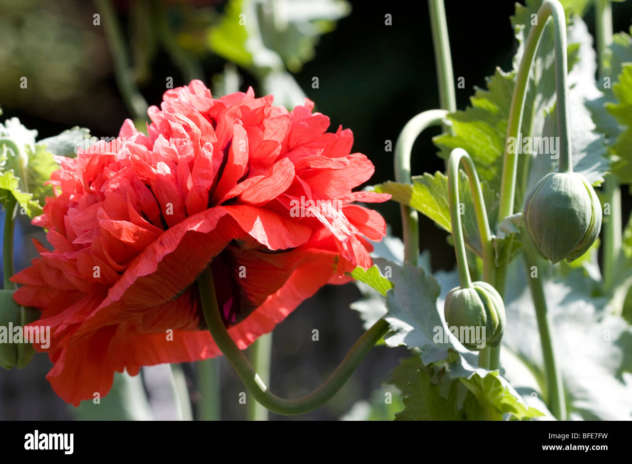 Double Red Opium Poppy Stock Photo - Alamy
