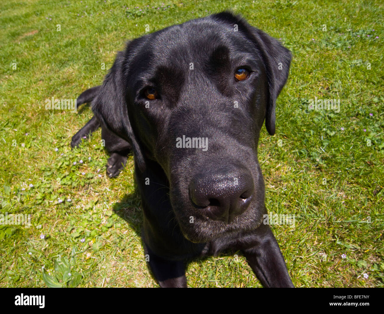 Black Labrador lying down looking into camera Stock Photo - Alamy