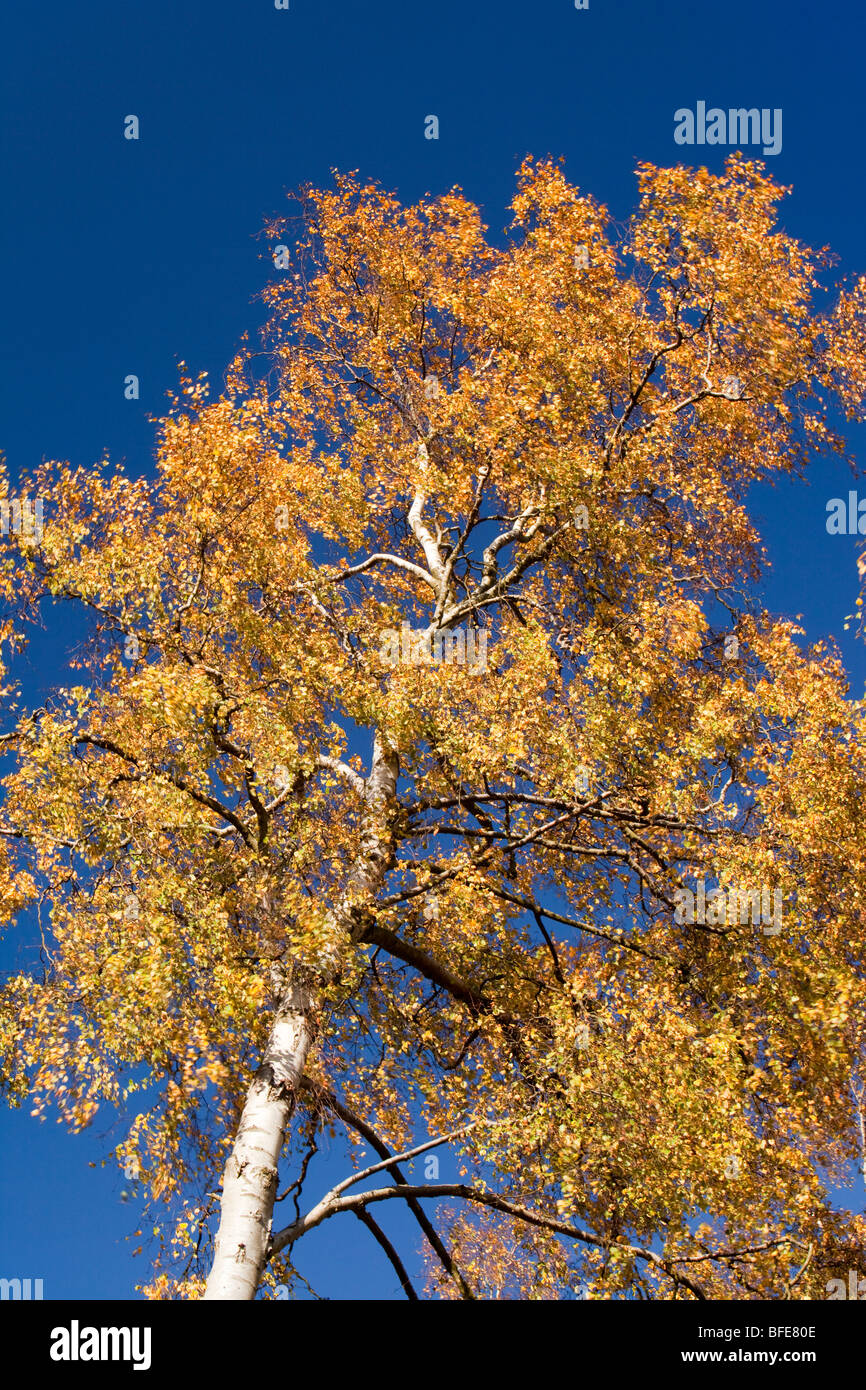 A Silver Birch tree in Autumn colours, Leicestershire, UK Stock Photo ...