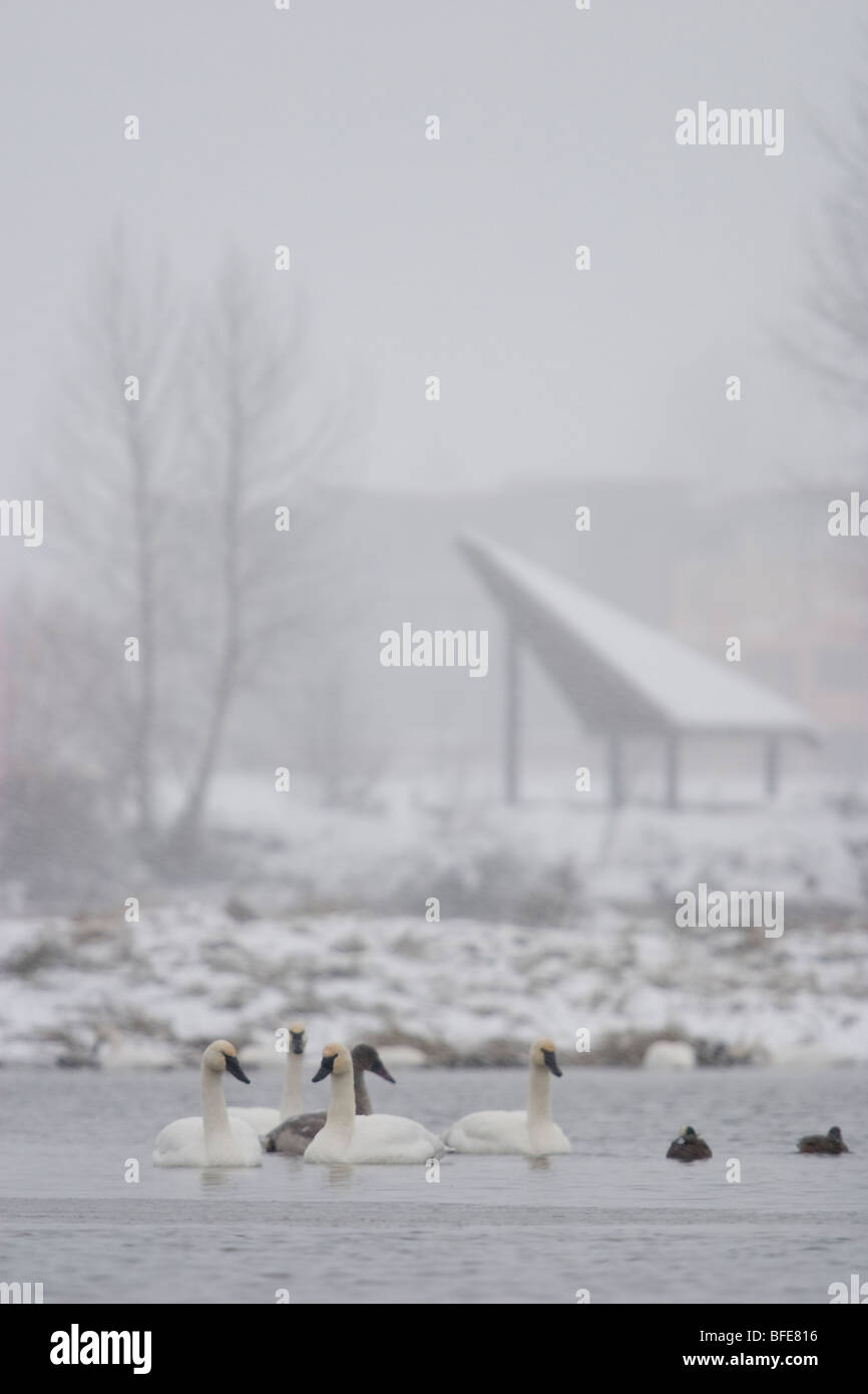 Trumpeter swans (Cygnus buccinator) , Comox Valley, Vancouver Island ...