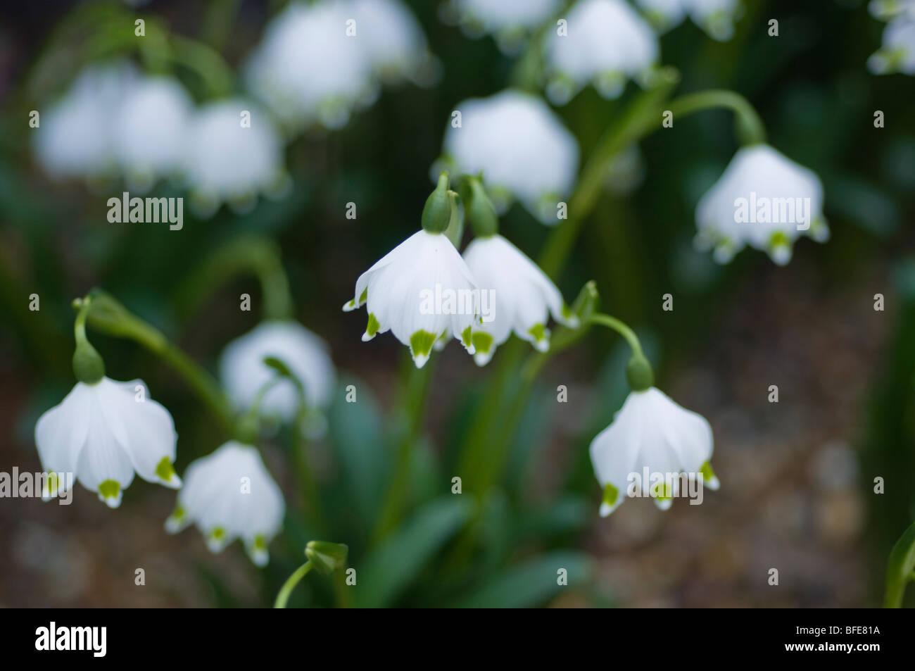 Leucojum vernum, spring snowflake Stock Photo - Alamy
