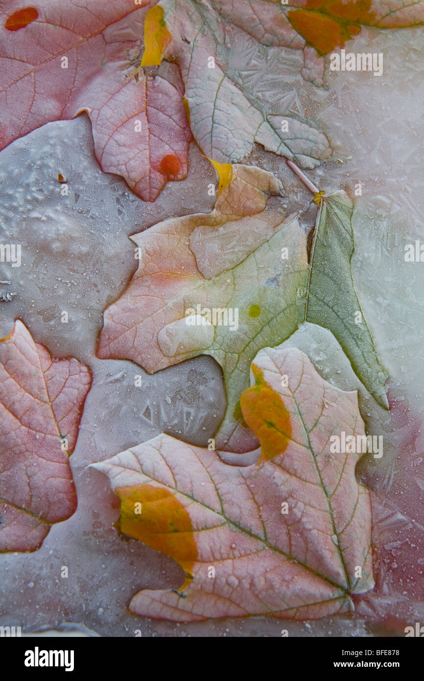 Close-up of autumn leaves in ice Stock Photo - Alamy