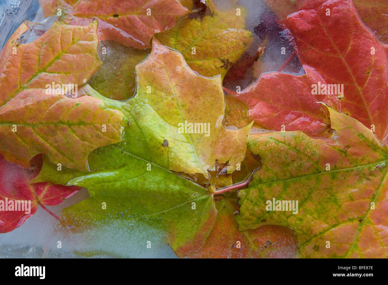 Close-up of autumn leaves in ice Stock Photo - Alamy
