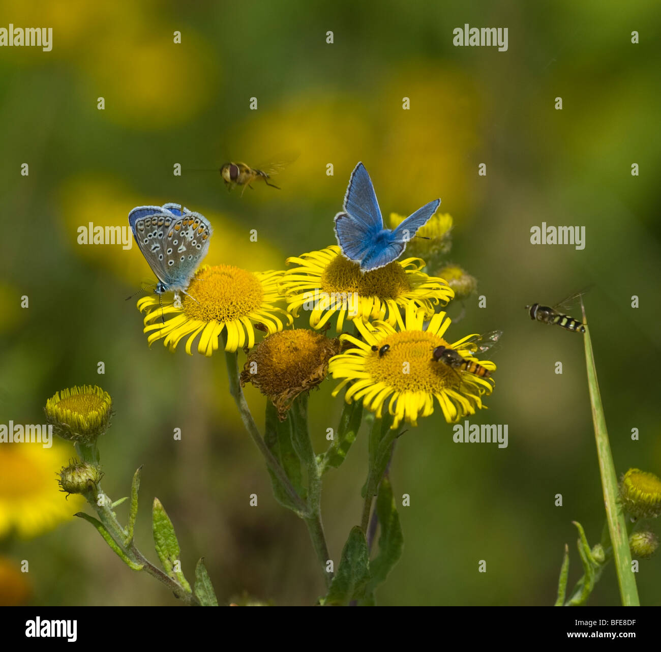 Polyommatus icarus small butterfly beautiful hi-res stock photography ...