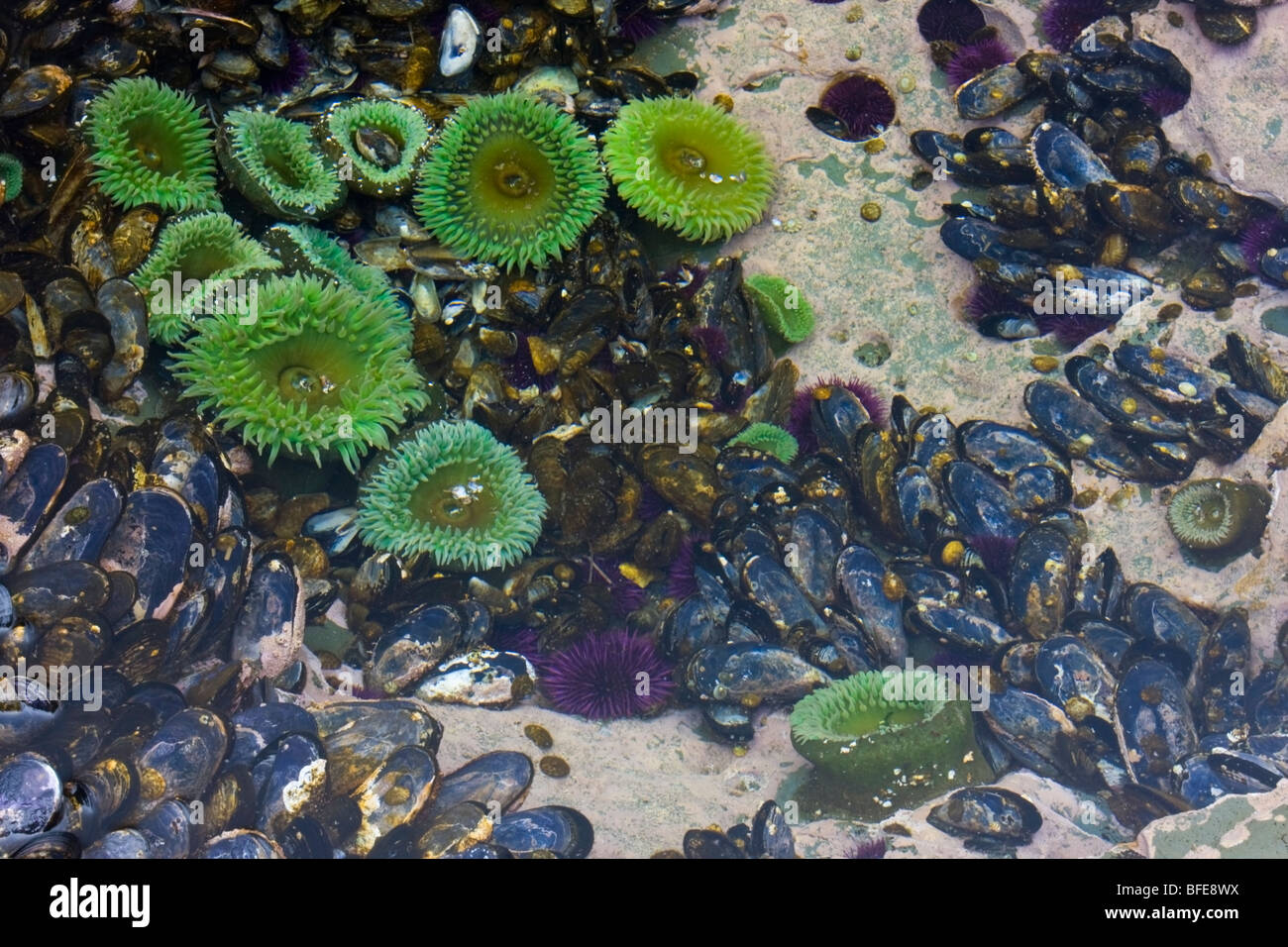 A tidal pool filled with sea anemones and mussels on the West Coast ...