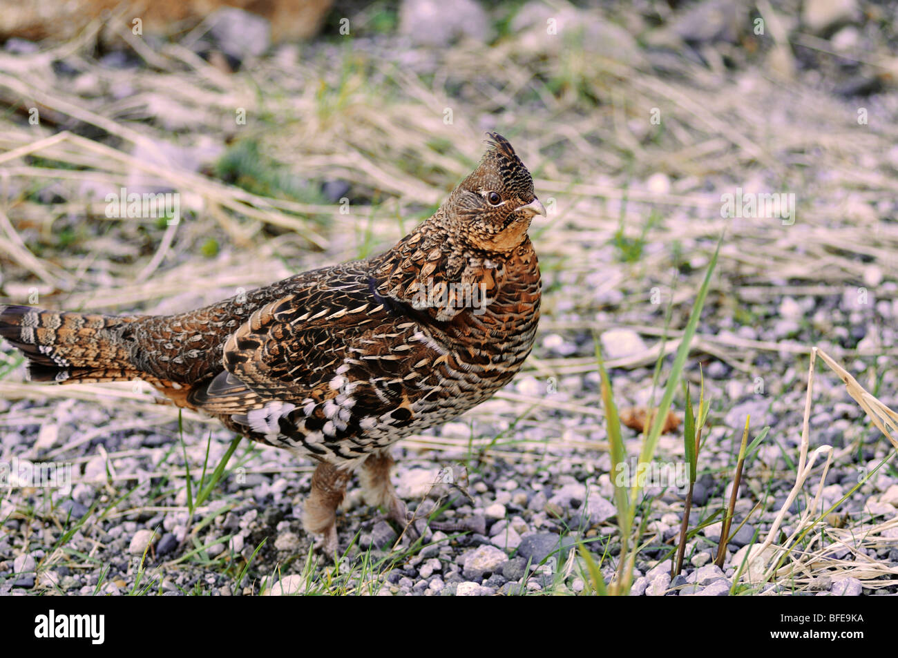 Female Ruffed Grouse