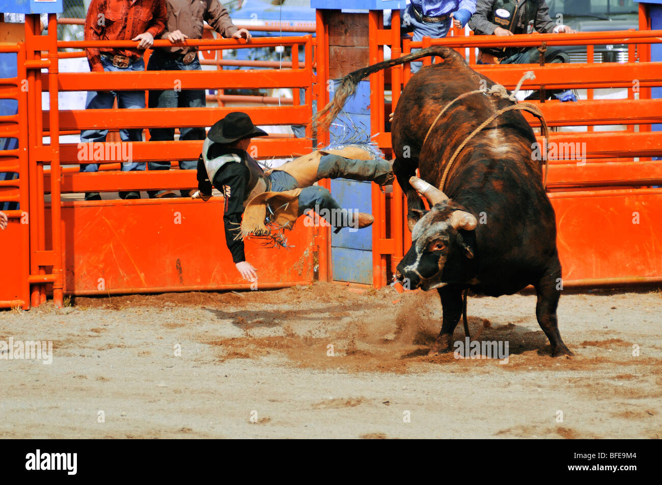 Cowboy thrown from bull at Luxton Pro Rodeo, Victoria, Vancouver Island ...