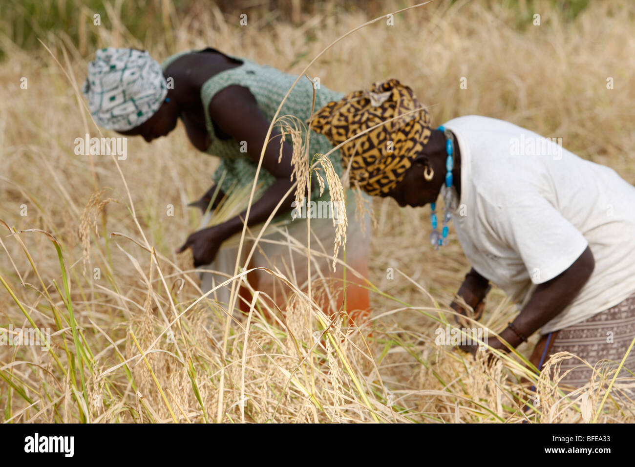 Sénégal Bignola Rice farming Stock Photo - Alamy