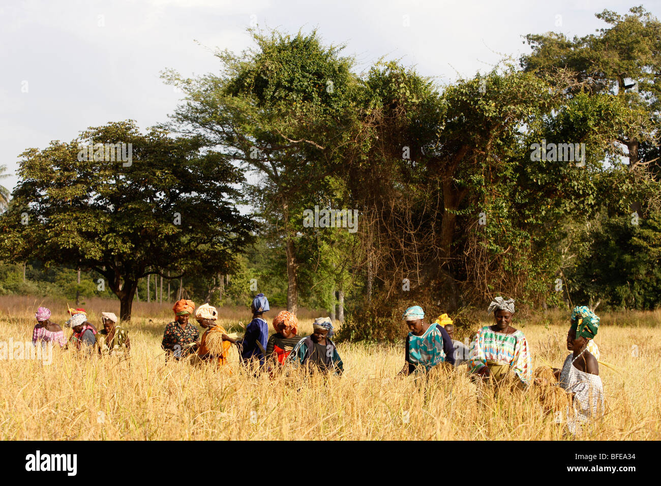 Sénégal Bignola Rice farming Stock Photo - Alamy