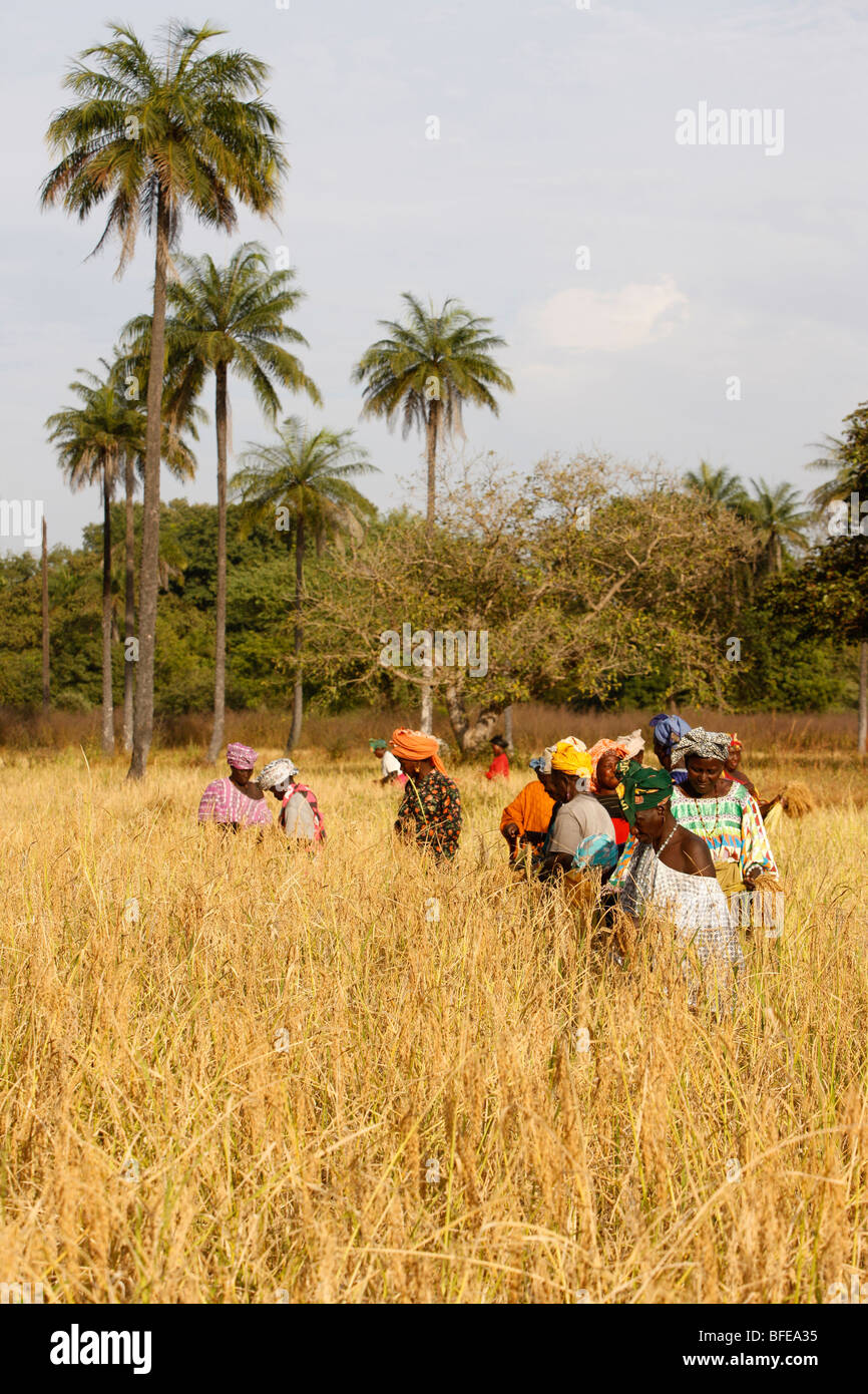 Senegal woman farming hi-res stock photography and images - Alamy