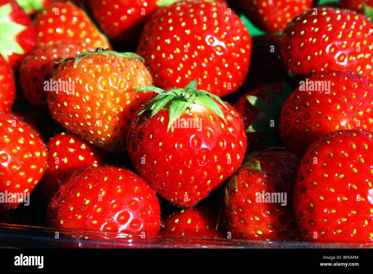 Strawberries Fragaria spp with Green Stalks Family Rosaceae Stock Photo ...