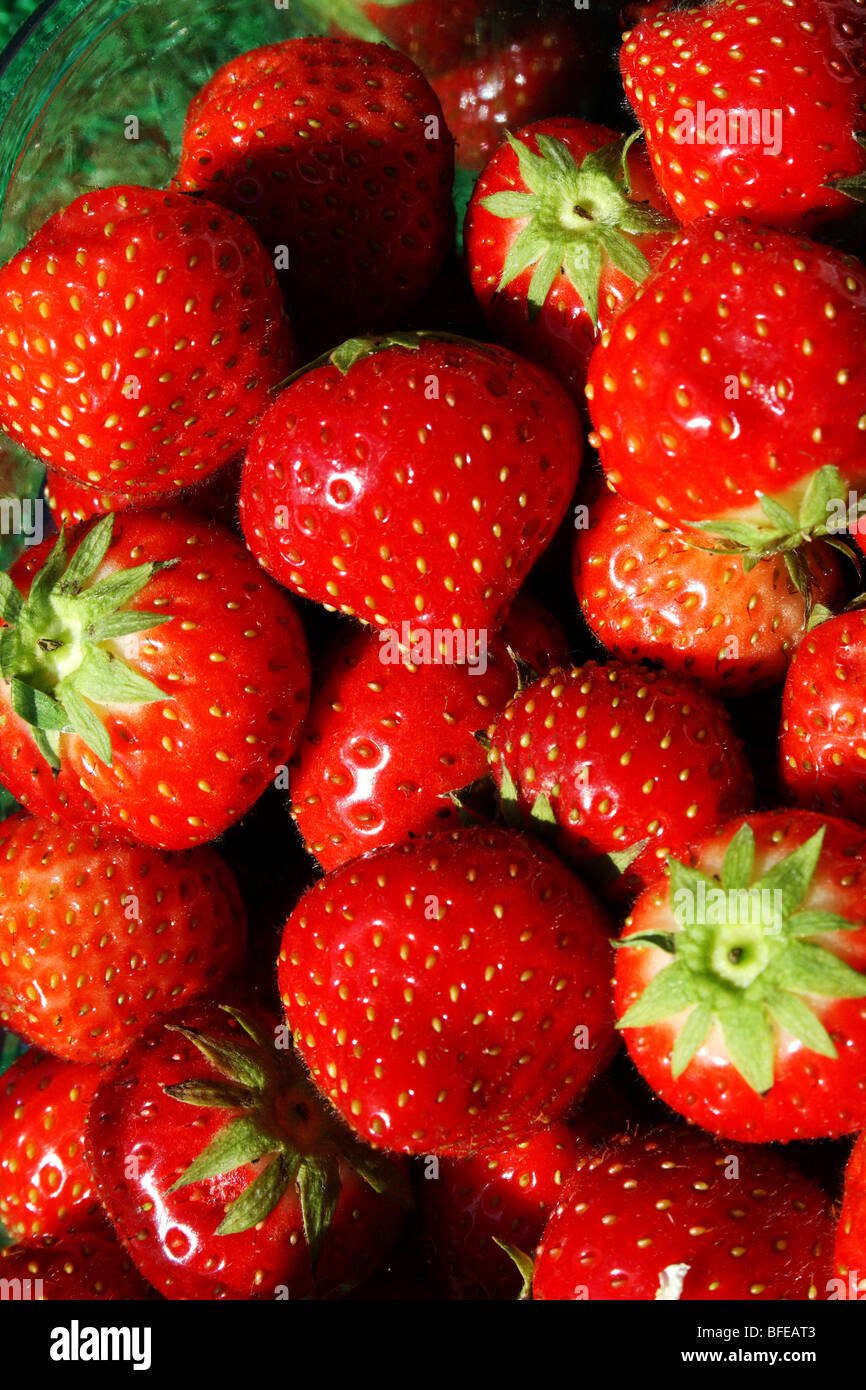 Strawberries Fragaria spp with Green Stalks Family Rosaceae Stock Photo ...