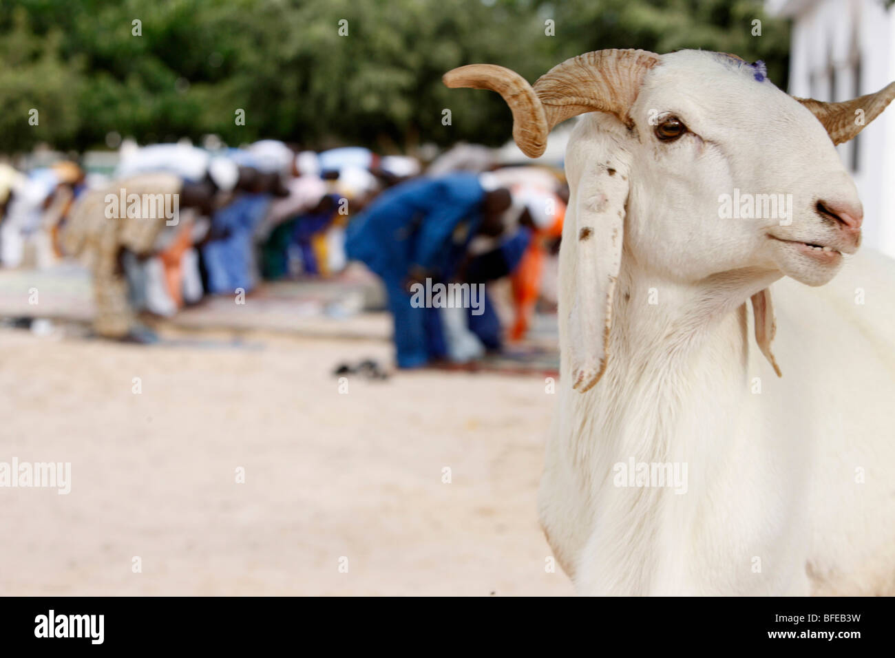 Sénégal Dakar Tabaski festival : Eid prayer Stock Photo - Alamy