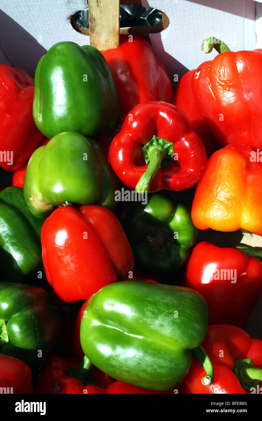 Solanaceae hi-res stock photography and images - Alamy