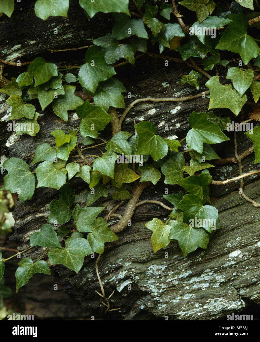 Ivy on a rock hi-res stock photography and images - Alamy