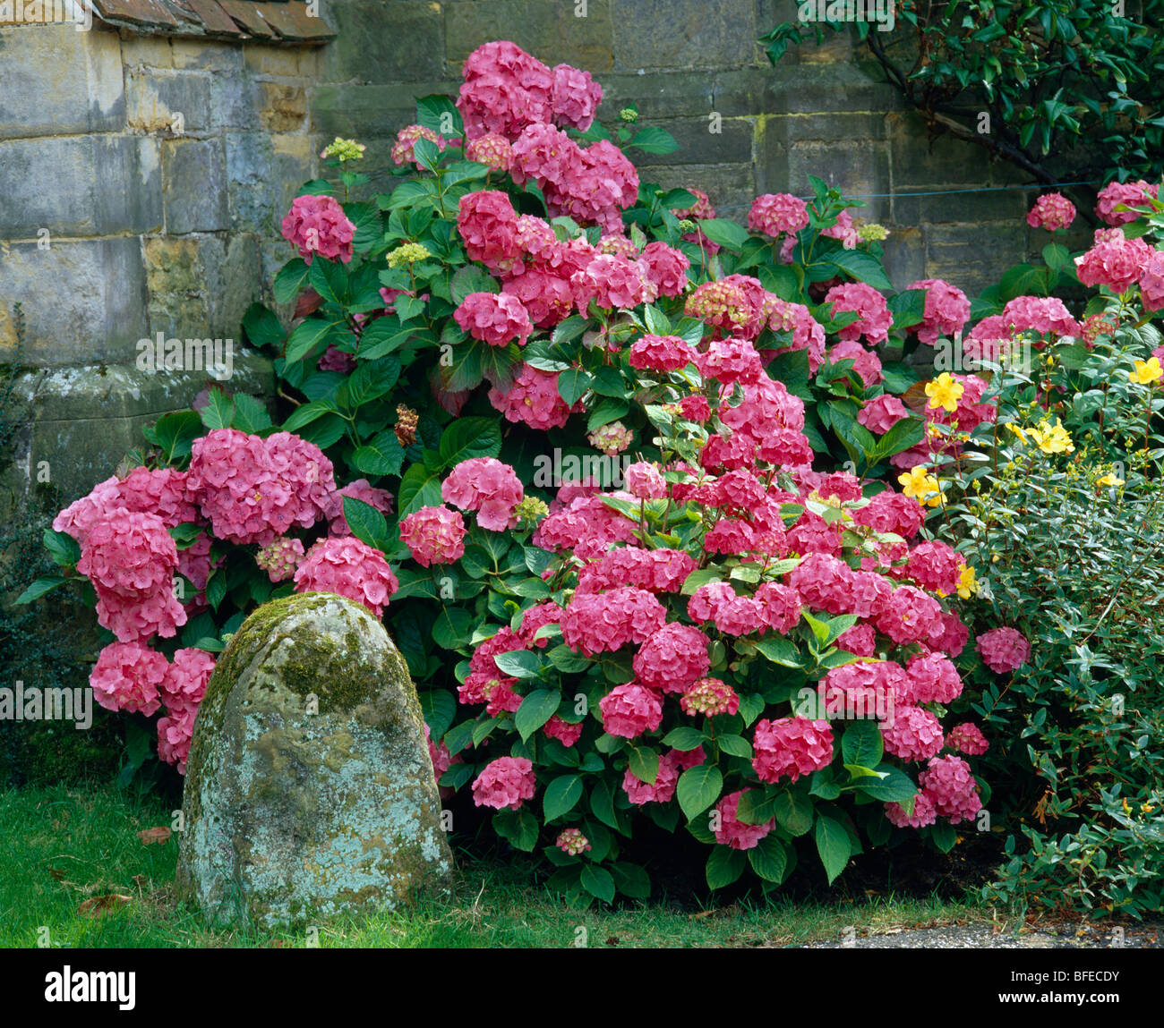 Hydrangea Macrophylla Altona High Resolution Stock Photography and ...
