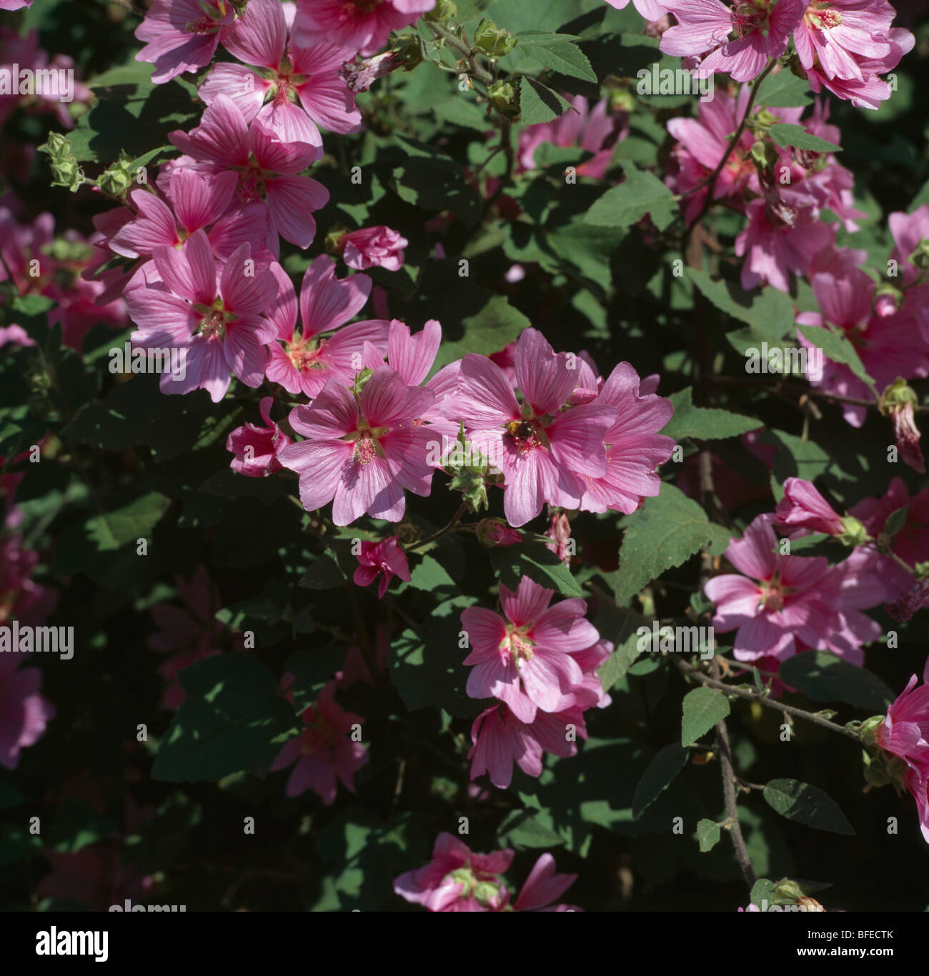 Tree mallow rosea hi-res stock photography and images - Alamy